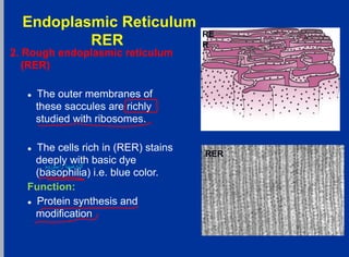 0.intro histology (female notes) | PDF