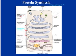 0.intro histology (female notes) | PDF