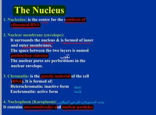 0.intro histology (female notes) | PDF