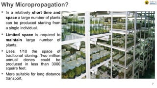 Micropropagation | PPTX