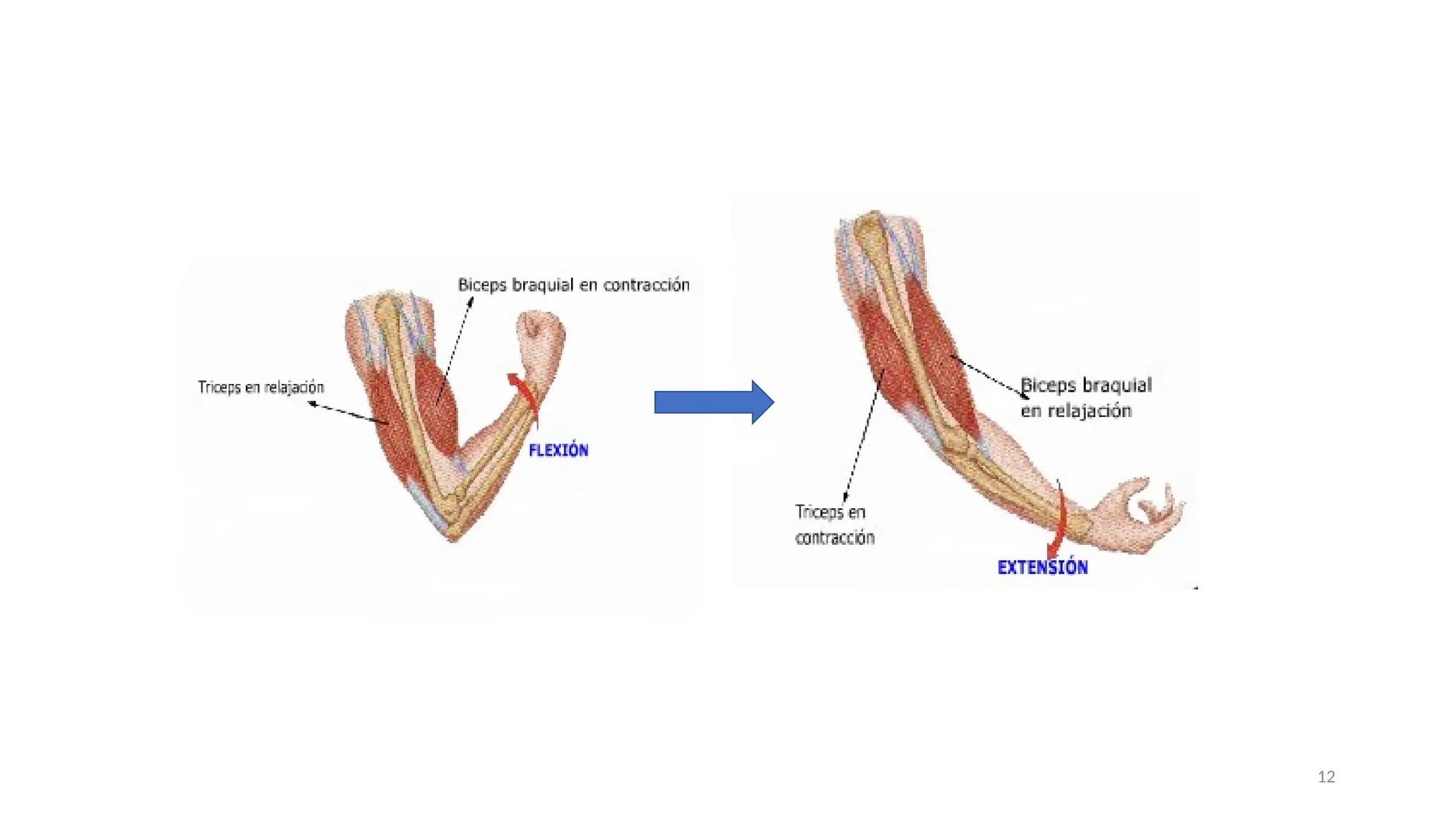 0. GENERALIDADES DE LA MATERIA DE ANATOMIA.pptx 0. GENERALIDADES DE LA MATERIA DE ANATOMIA.pptx