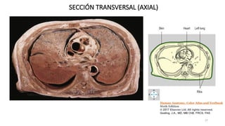 0. GENERALIDADES DE LA MATERIA DE ANATOMIA.pptx
