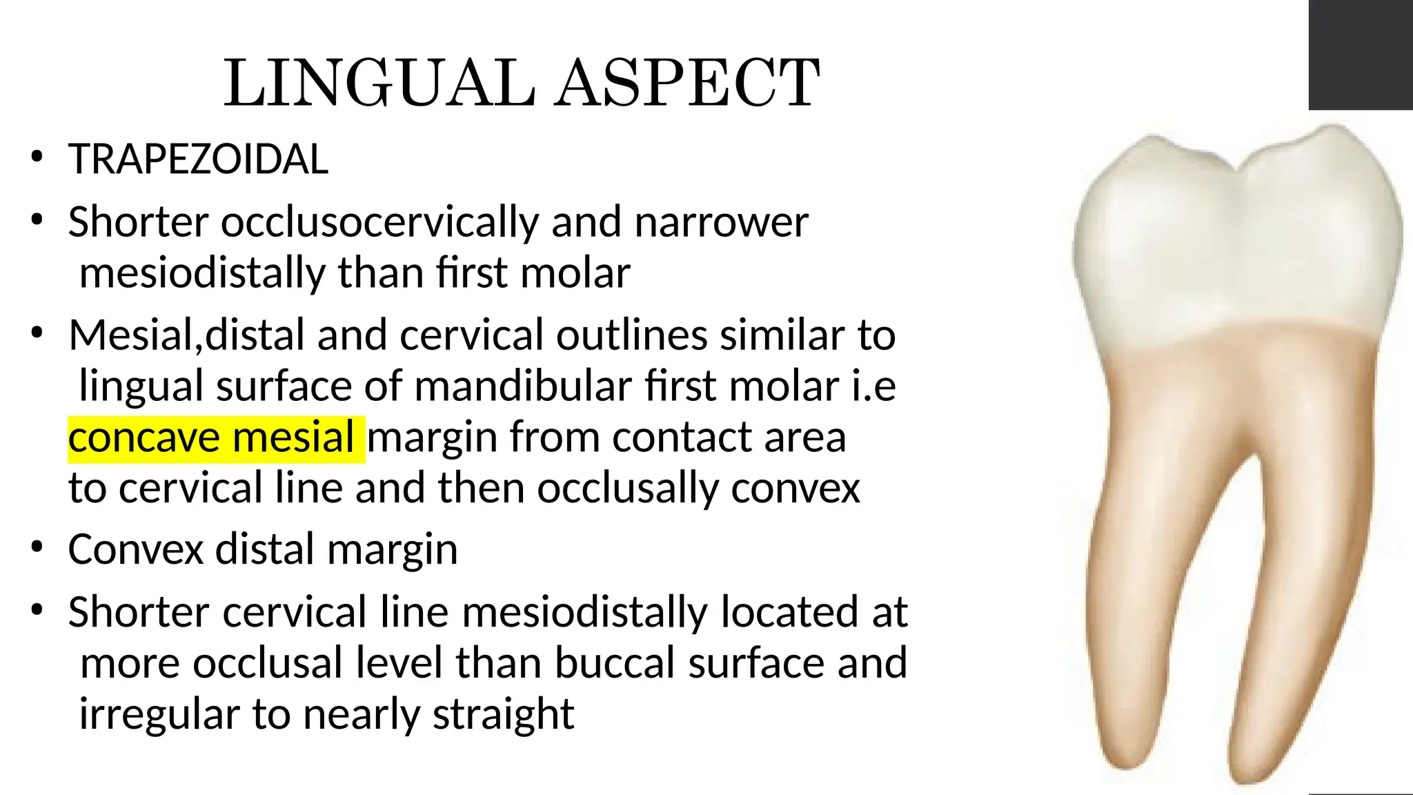 0.. MAIN LEC mandibular 2nd & 3rd molar.pptx