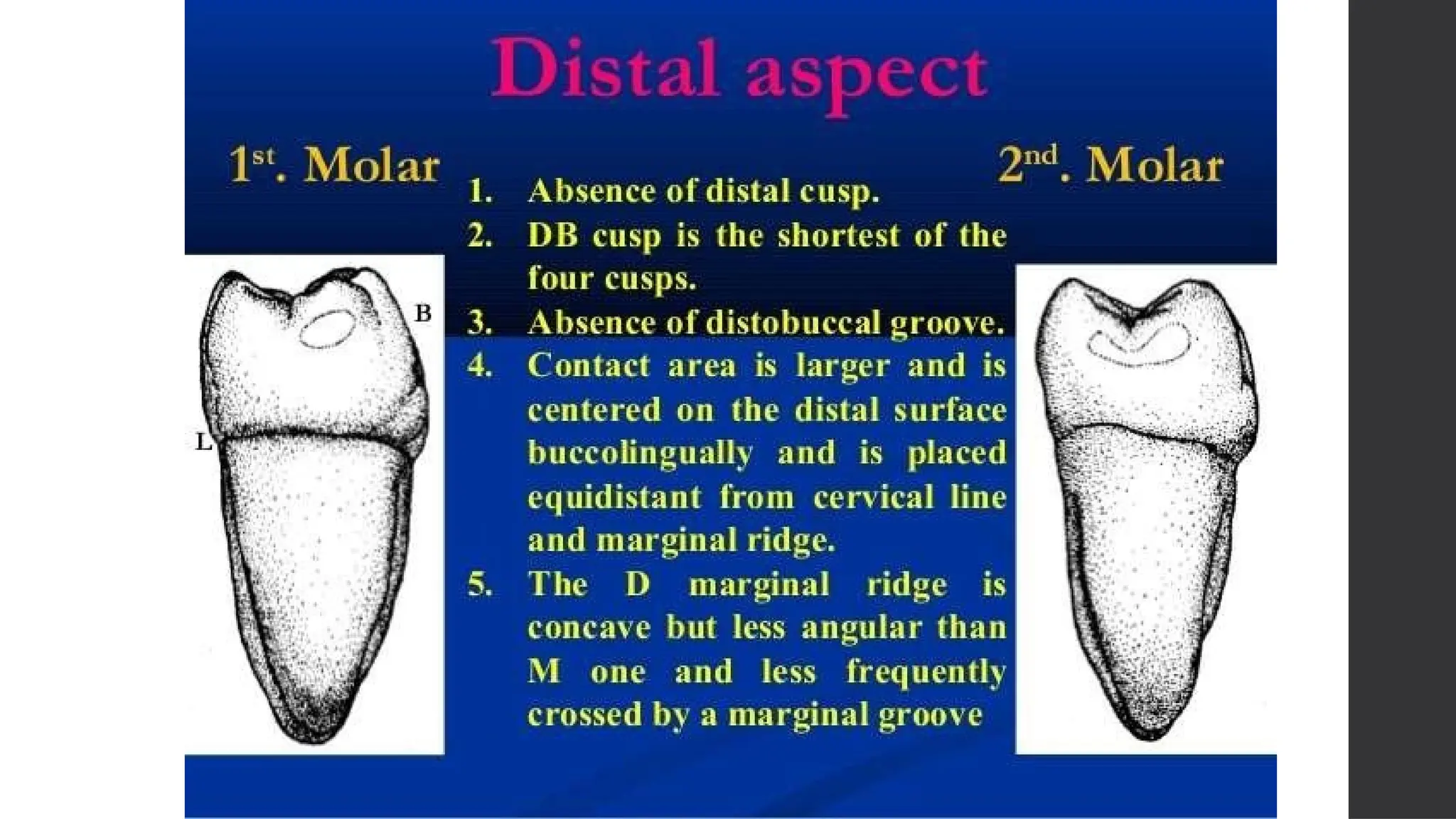 0.. MAIN LEC mandibular 2nd & 3rd molar.pptx
