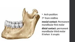 0.. MAIN LEC mandibular 2nd & 3rd molar.pptx