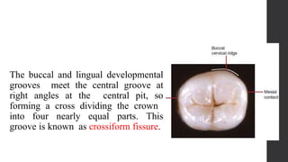 0.. MAIN LEC mandibular 2nd & 3rd molar.pptx