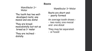 0.. MAIN LEC mandibular 2nd & 3rd molar.pptx