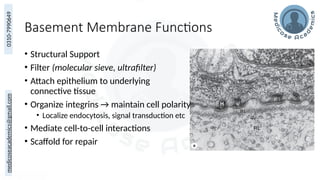 Overview of Epithelium and Basement Membrane Structure and Function | PPTX