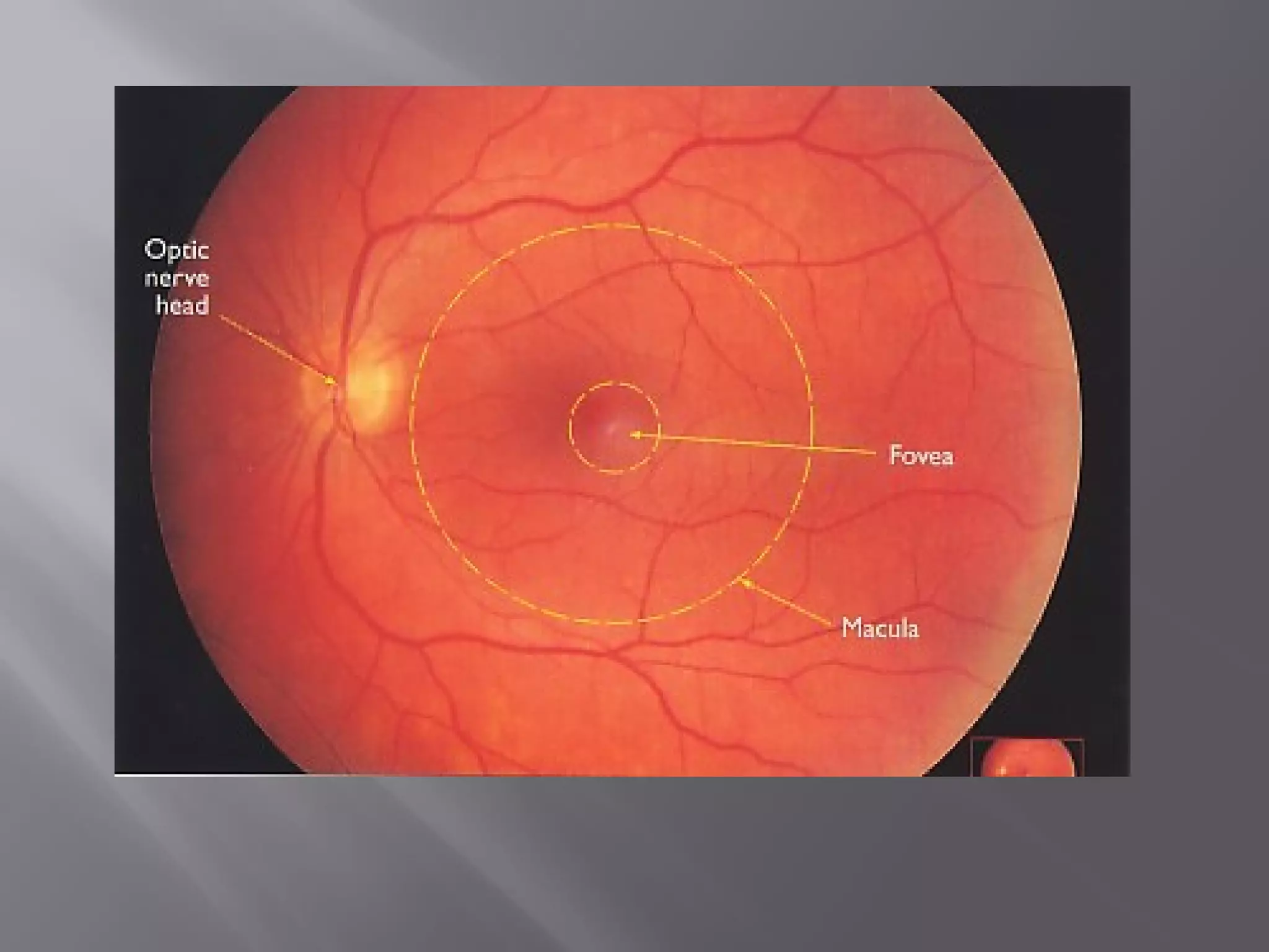 Introduction to ophthalmology | PPT