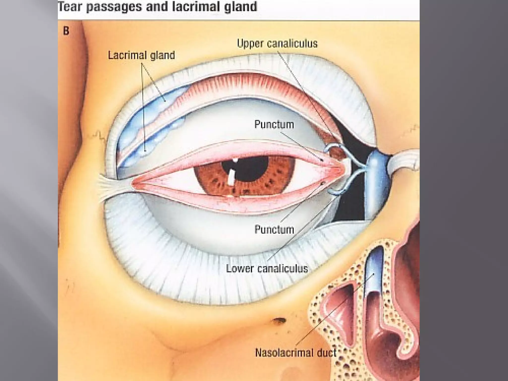 Introduction to ophthalmology | PPT