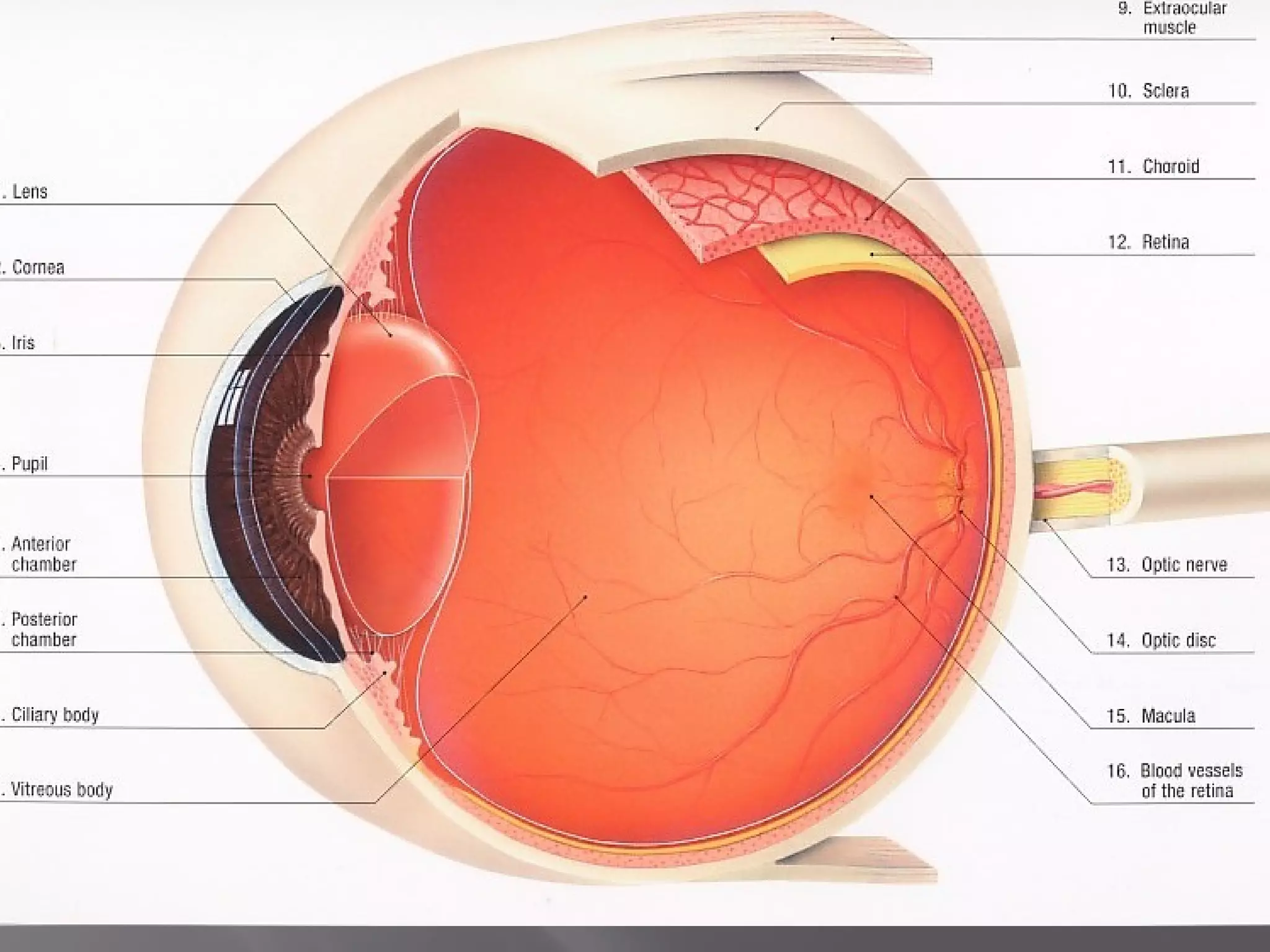 Introduction to ophthalmology | PPT