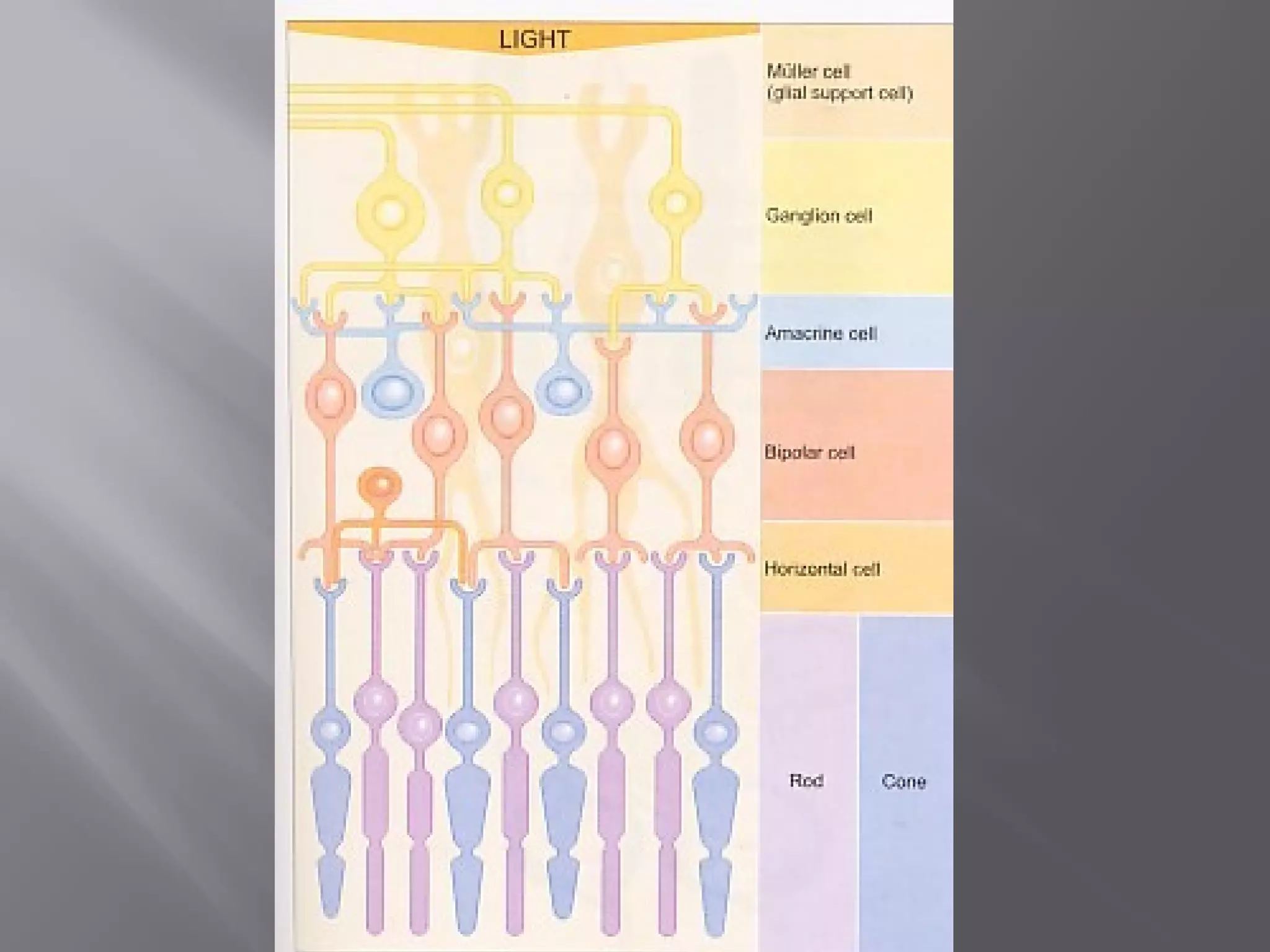 Introduction to ophthalmology | PPT