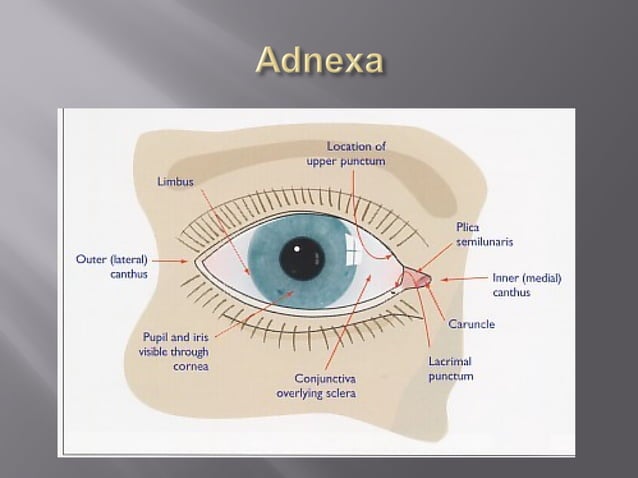 Introduction to ophthalmology | PPT