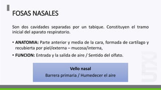 Sistema Respiratorio | PPTX