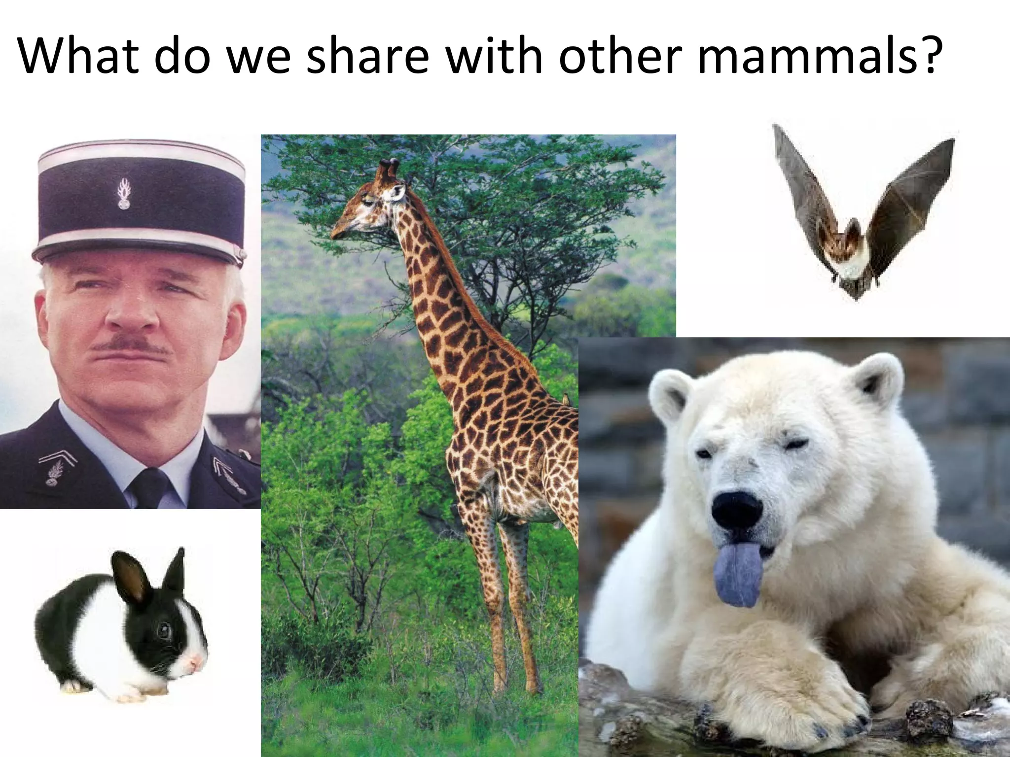 00 Anatomy Framework | PPT