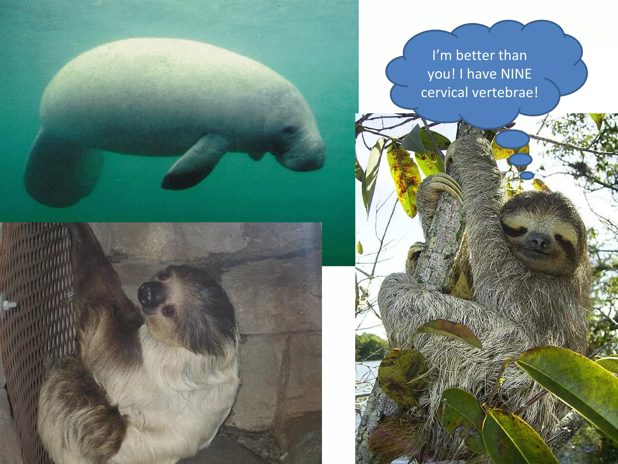 00 Anatomy Framework | PPT