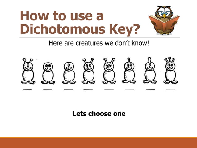 dichotomous key | PPT