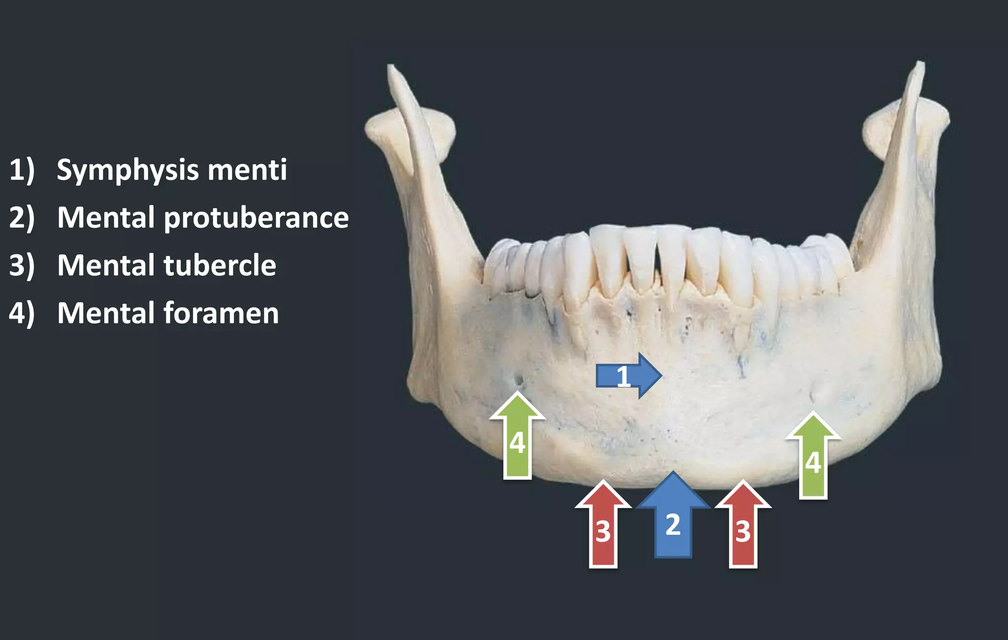 skeleton on head + bony features of mandible 2018 | PPTX
