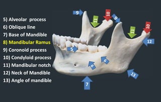 skeleton on head + bony features of mandible 2018 | PPTX