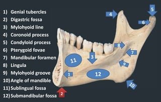 Sublingual Fossa