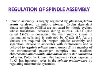 Mitotic spindle | PPTX