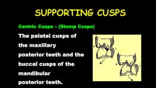 01- Occlusion in prosthodontics introduction -5th year | PPTX