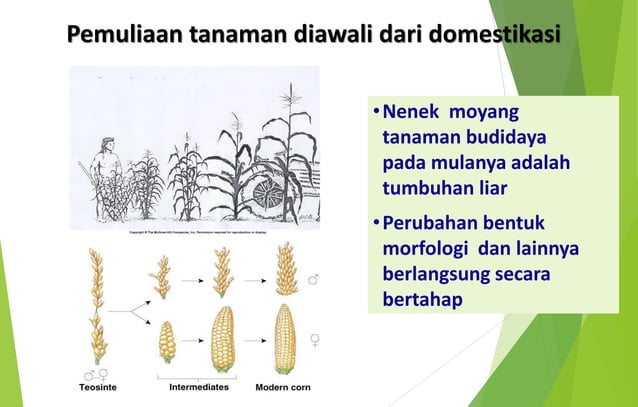 Pemuliaan Tanaman dan Produksi Benih | PPT