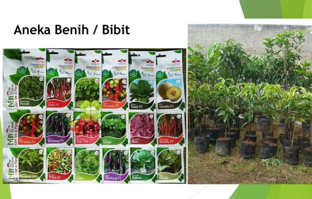 Pemuliaan Tanaman dan Produksi Benih | PDF