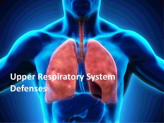 Upper Respiratory Defense