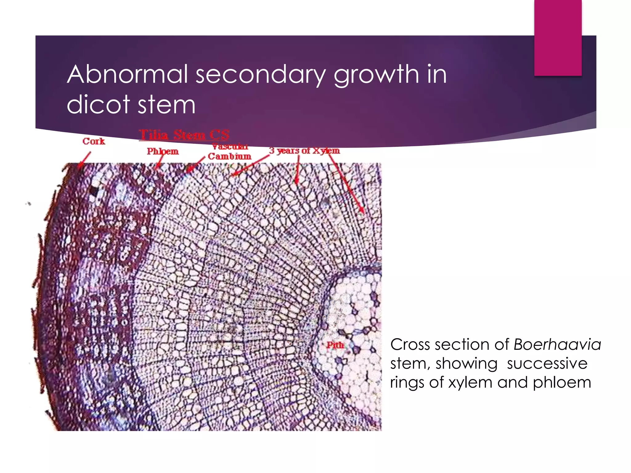 Abnormal secondary growth | PPTX