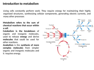 Comprehensive Overview of Cellular Metabolism and Energy Transformation ...