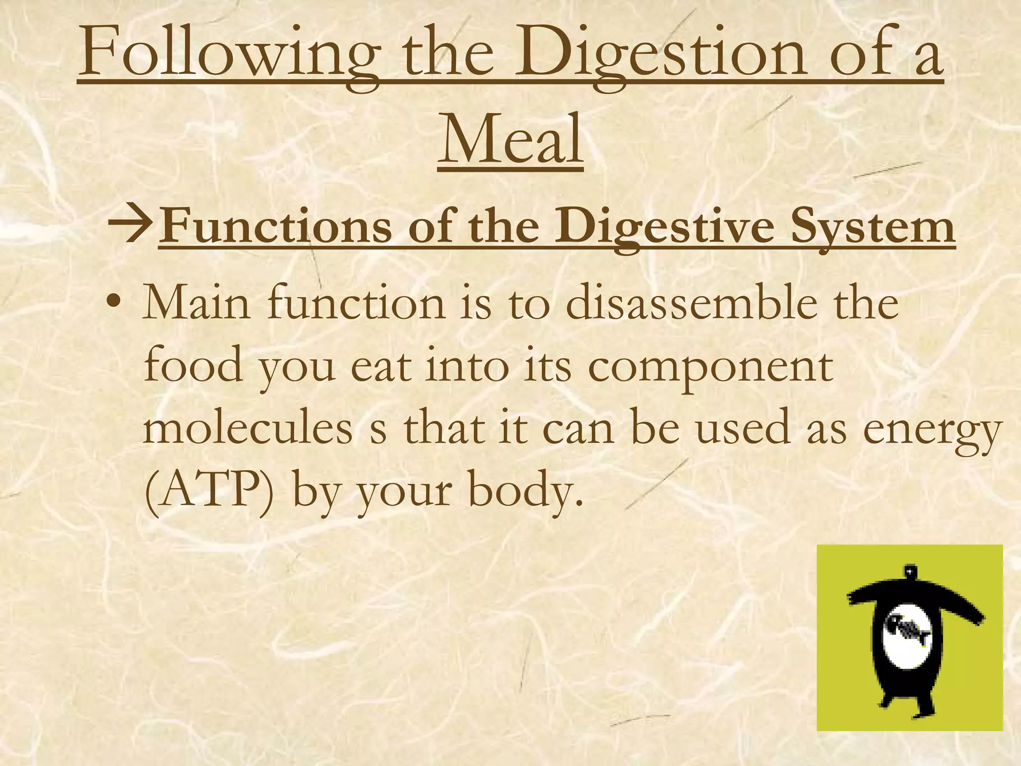 000 digestive system and endocrine hgh | PDF