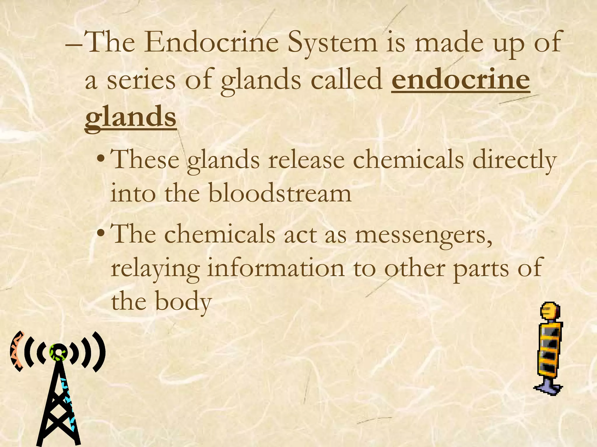 000 digestive system and endocrine hgh | PDF