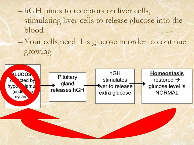 000 digestive system and endocrine hgh | PDF