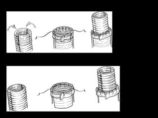 Elephant Trunk after Borst | PPT