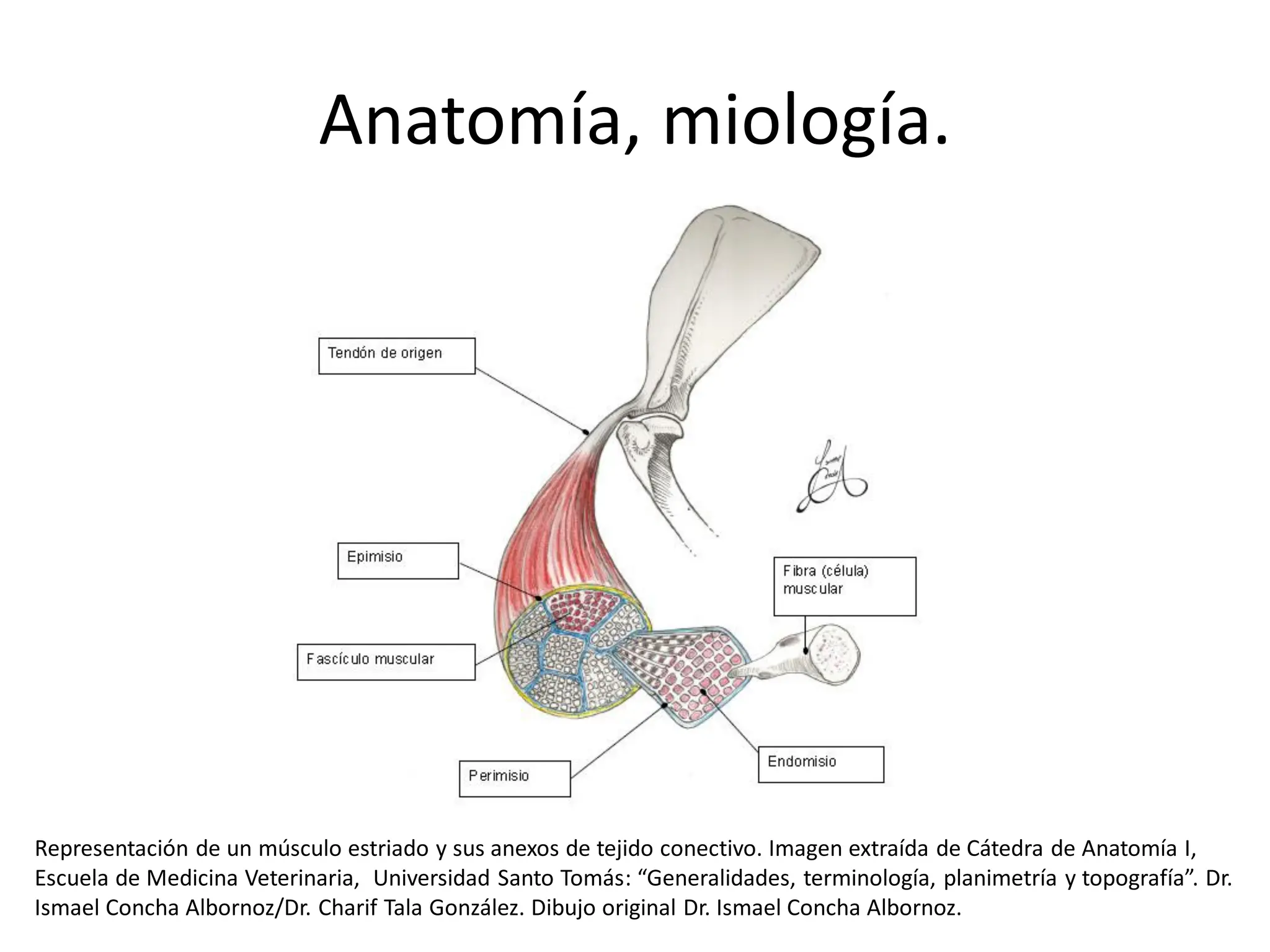 001-2014-CC-Anatomia, introduccion..pdf.. | PPT