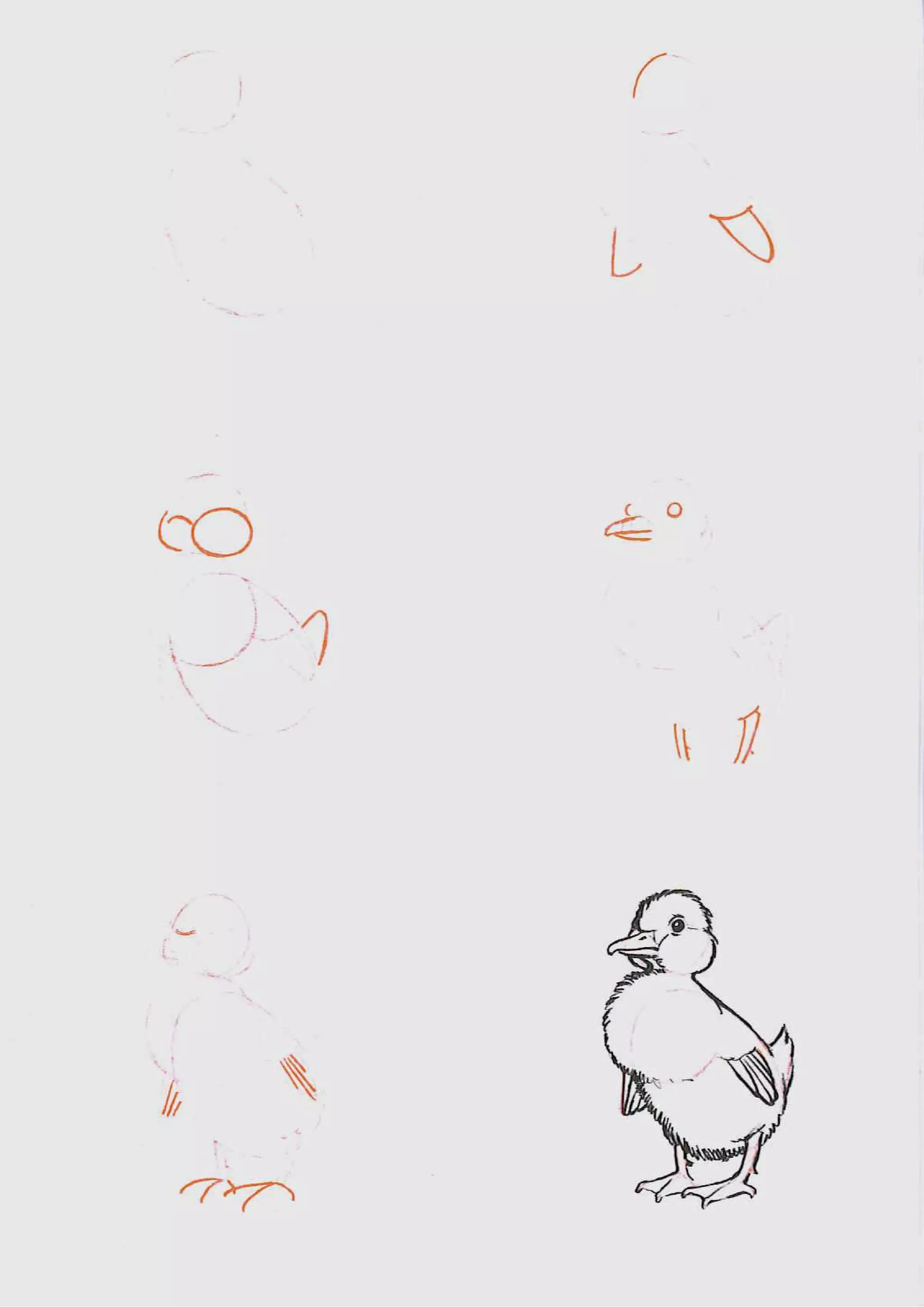 001 draw-50-animals | PDF