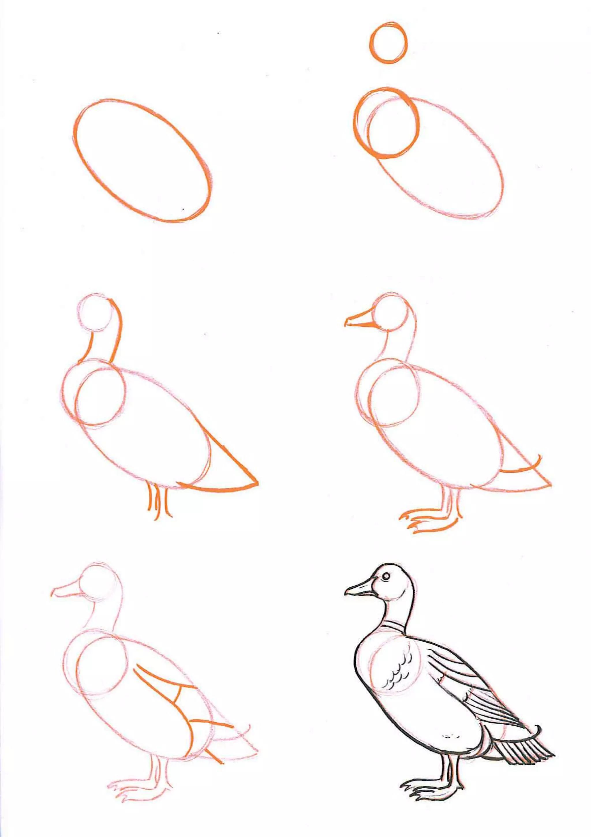 001 draw-50-animals | PDF
