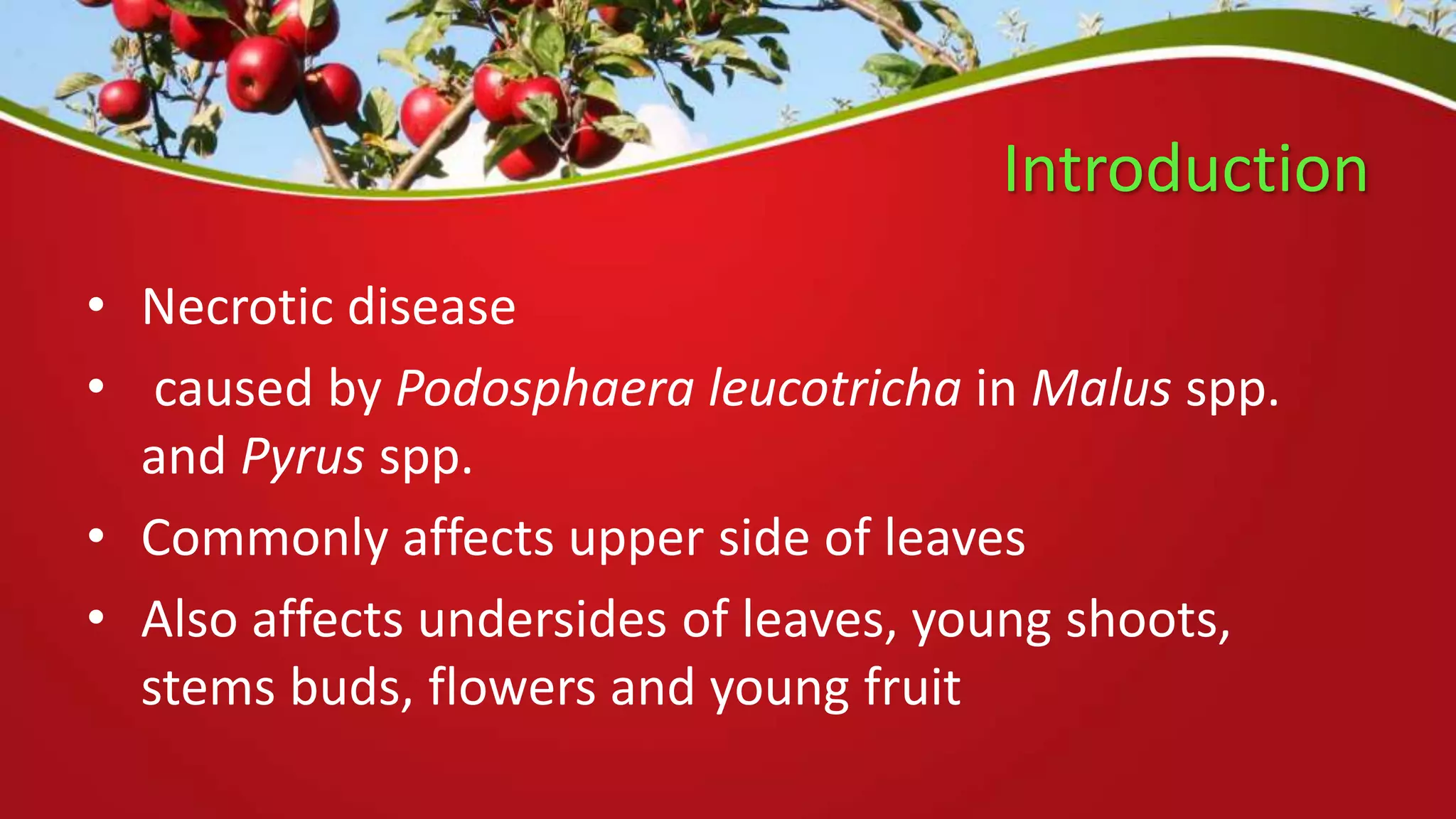 Powdery mildew of apple | PPSX