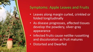 Powdery mildew of apple | PPSX