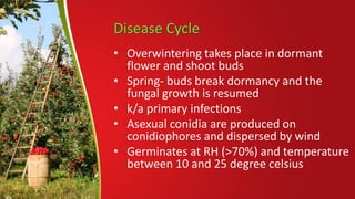 Powdery mildew of apple | PPSX