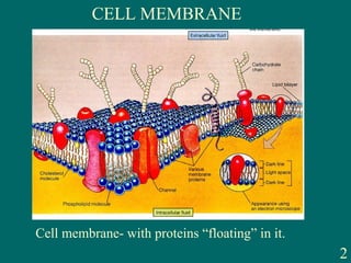 001 Teacher The Cell | PPT