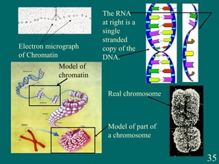 001 Teacher The Cell | PPT