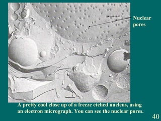 001 Teacher The Cell | PPT