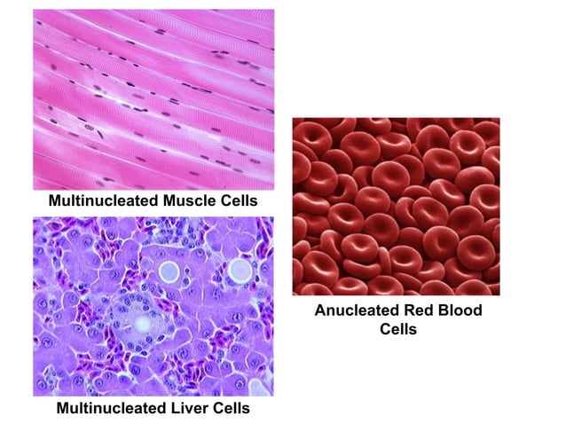 001 Unit. 3 Cells Part III (Sem 1)_092224.ppt
