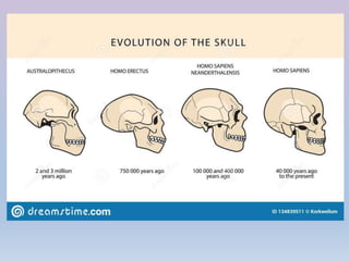 Unit 6: Prehistory - Human Evolution | PPTX