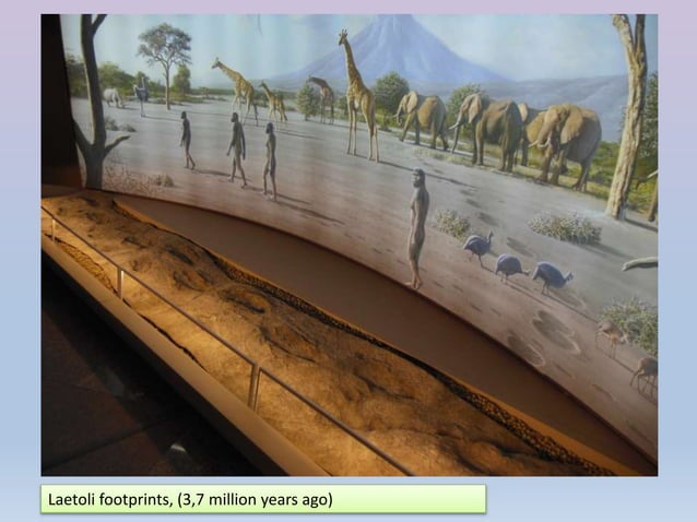 Unit 6: Prehistory - Human Evolution | PPT