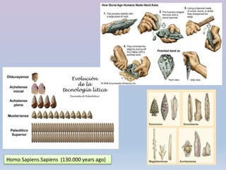Unit 6: Prehistory - Human Evolution | PPTX