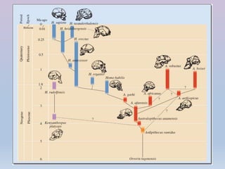 Unit 6: Prehistory - Human Evolution | PPTX | Geology | Science