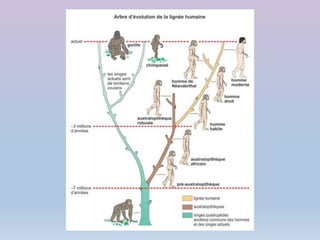 Unit 6: Prehistory - Human Evolution | PPTX | Geology | Science